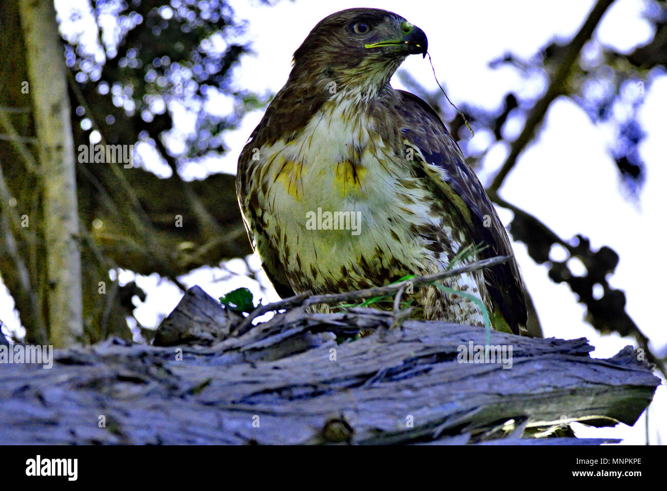 Cooper's Hawk Devouring a Giant Rodent Stock Photo - Alamy