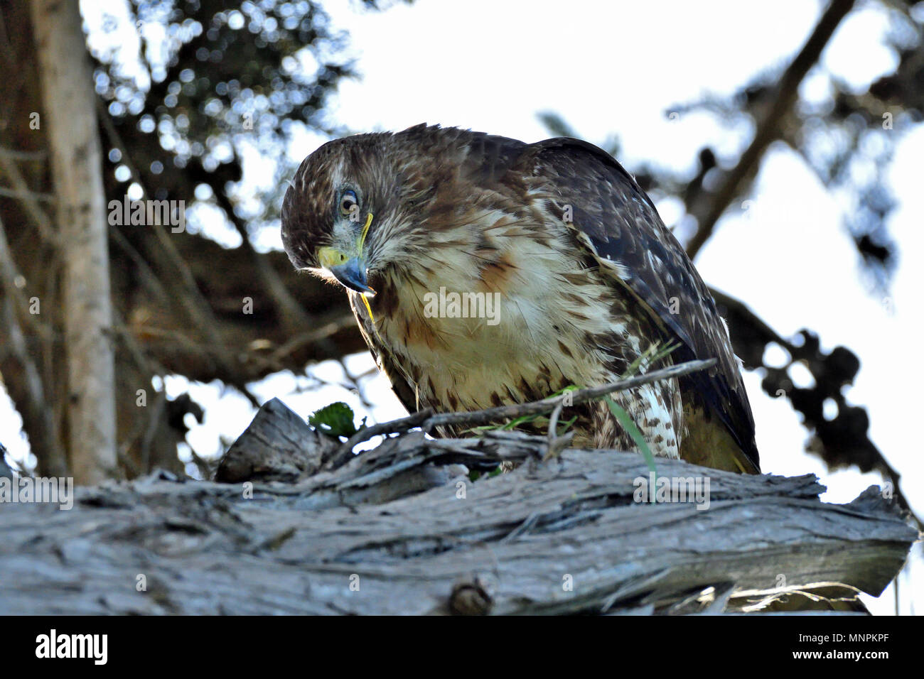 Giant rodent hi-res stock photography and images - Alamy