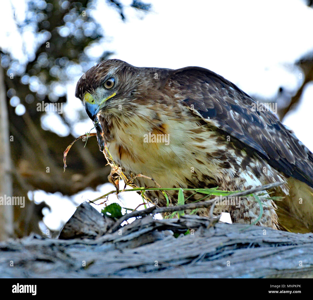 Cooper's Hawk Devouring a Giant Rodent Stock Photo - Alamy