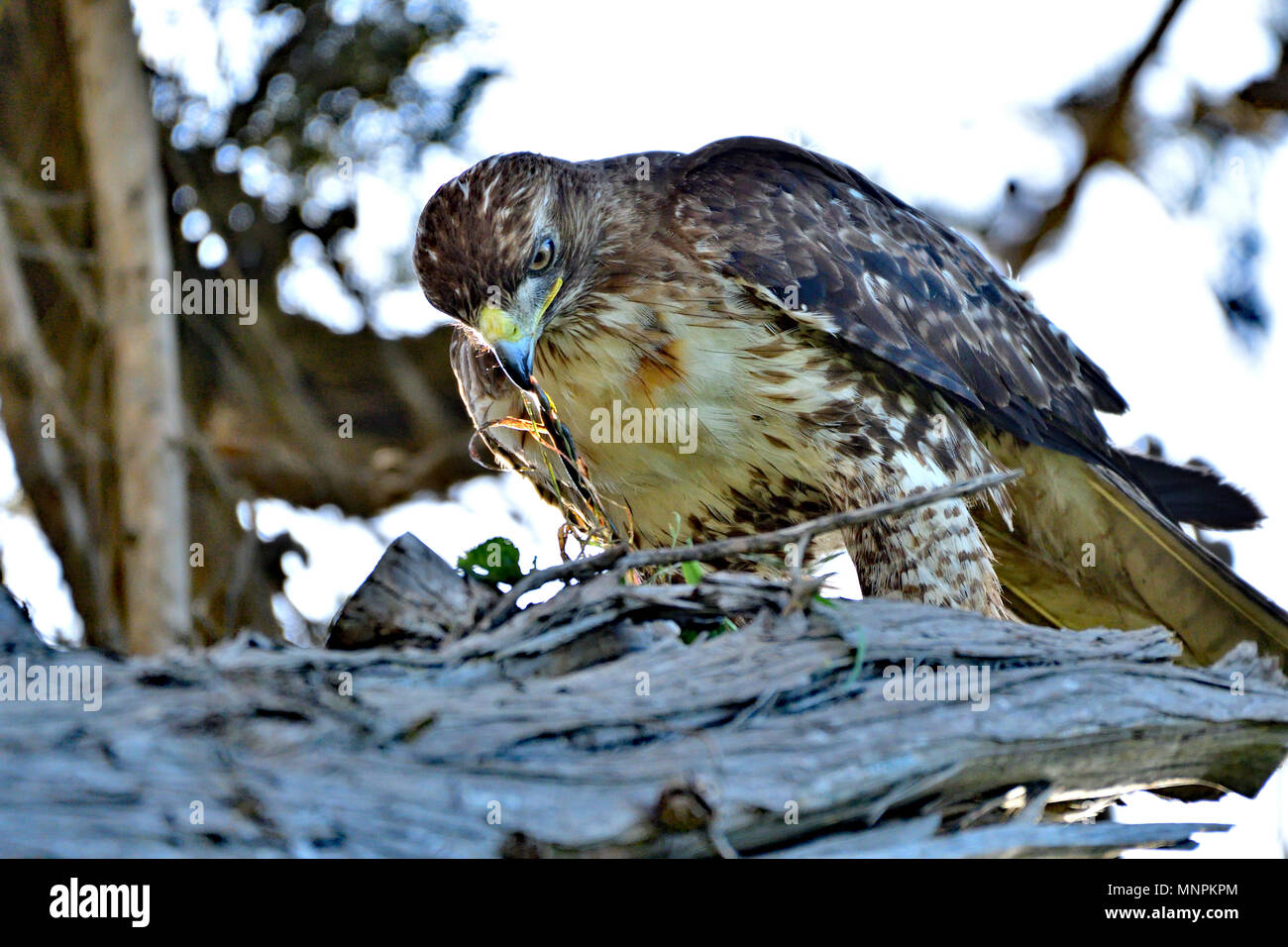 Hawk swallowing mice hi-res stock photography and images - Alamy
