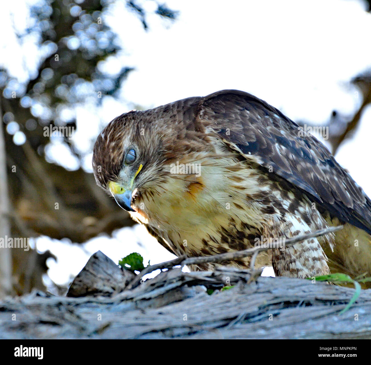 Hawk swallowing mice hi-res stock photography and images - Alamy