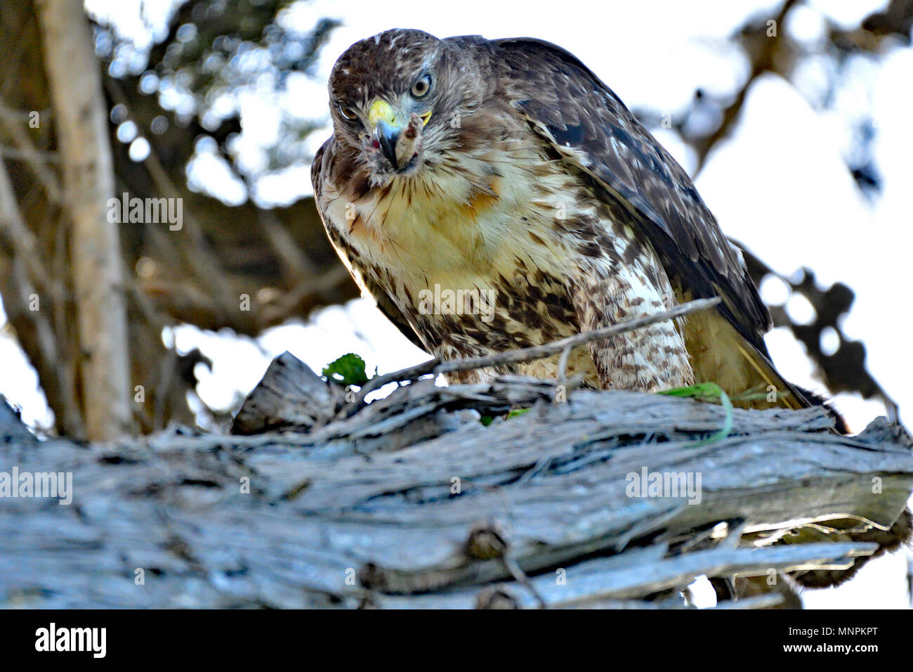 Giant rodent hi-res stock photography and images - Alamy