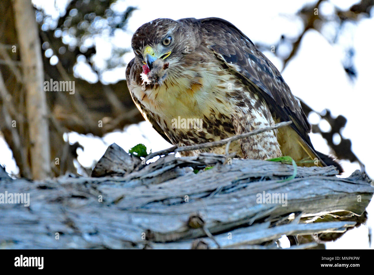 Hawk swallowing mice hi-res stock photography and images - Alamy