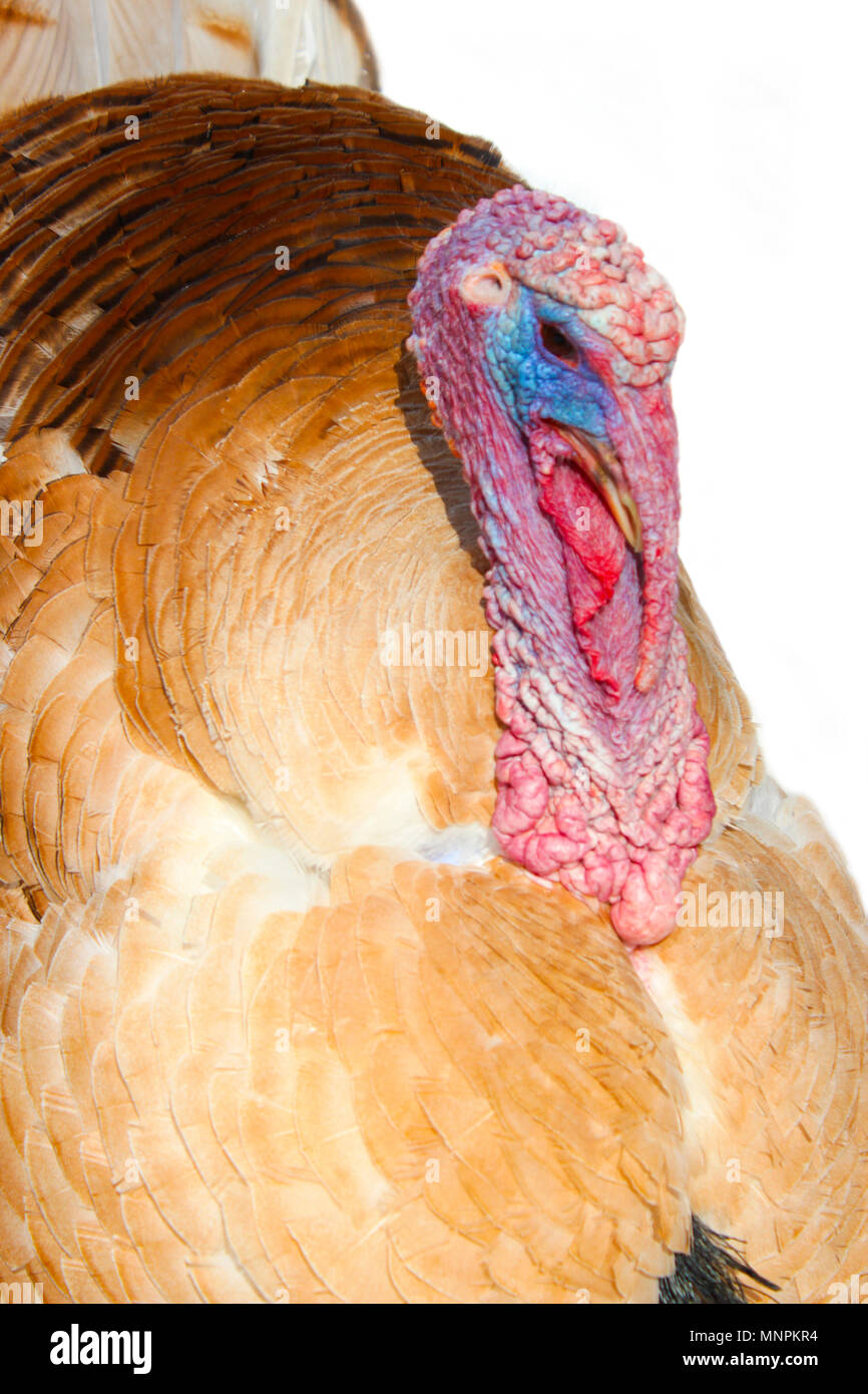 Portrait of brown turkey isolated on a white background Stock Photo - Alamy