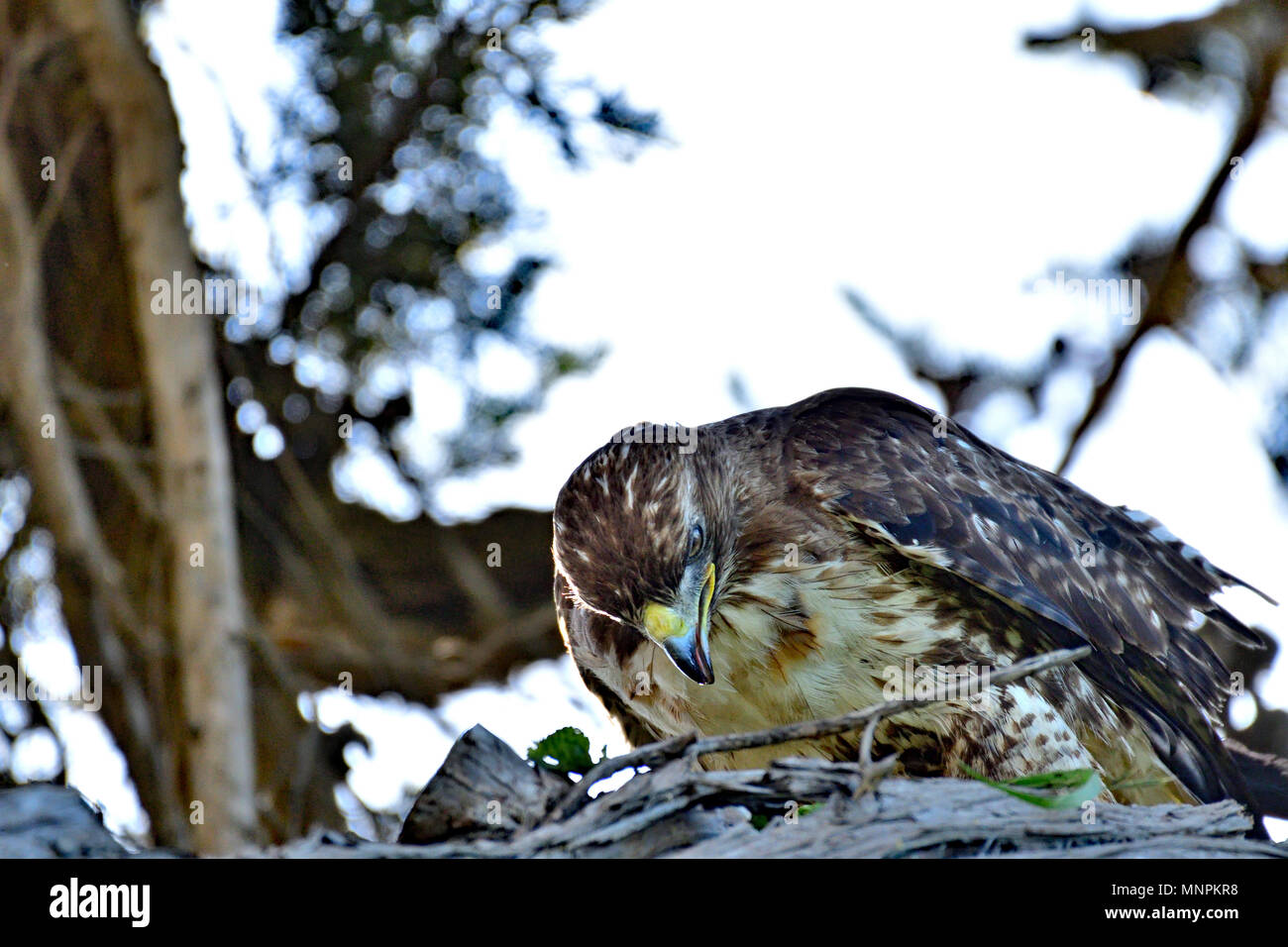 Giant mice hi-res stock photography and images - Alamy