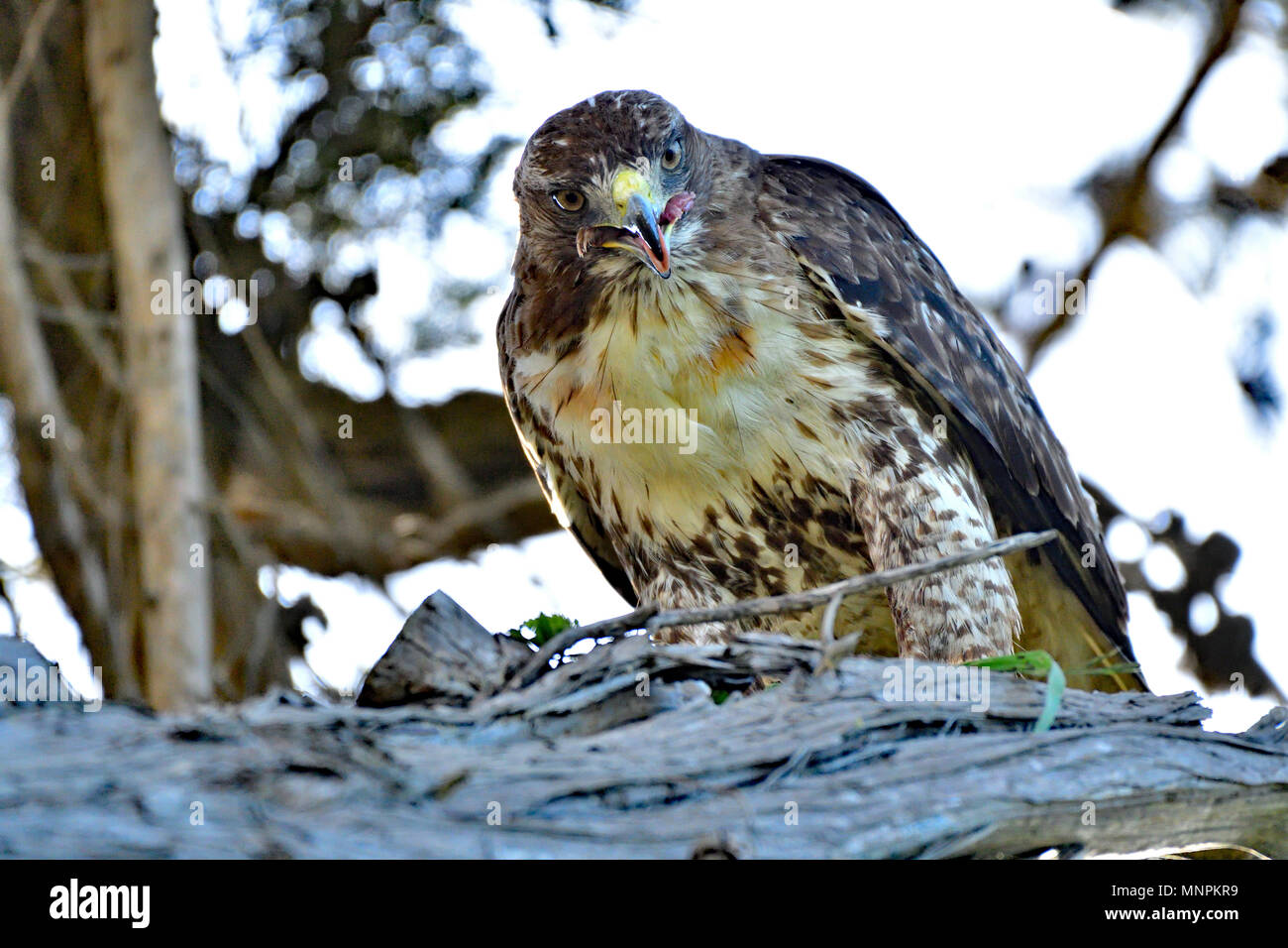 Giant rodent hi-res stock photography and images - Alamy