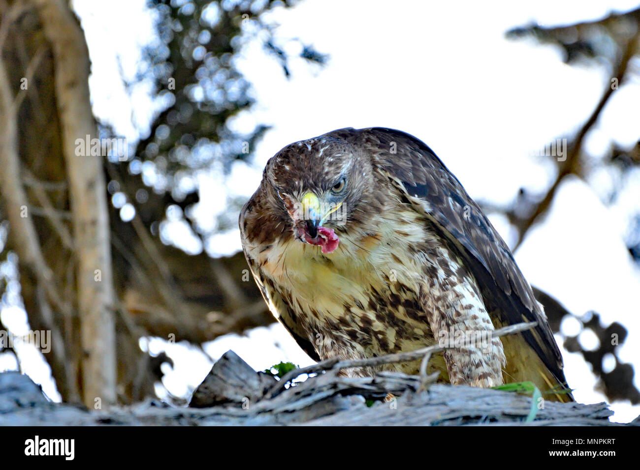 Cooper's Hawk Devouring a Giant Rodent Stock Photo - Alamy