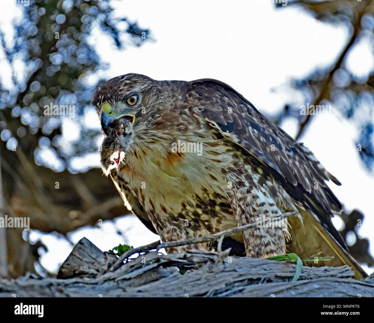 Cooper's Hawk Devouring a Giant Rodent Stock Photo - Alamy