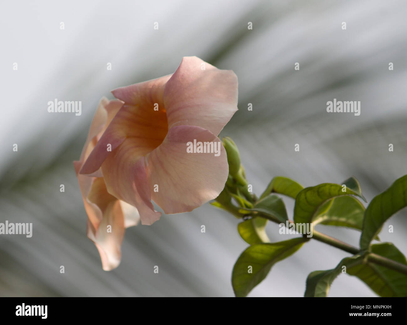 Allamanda is perennial flowering plant and commonly known as golden ...
