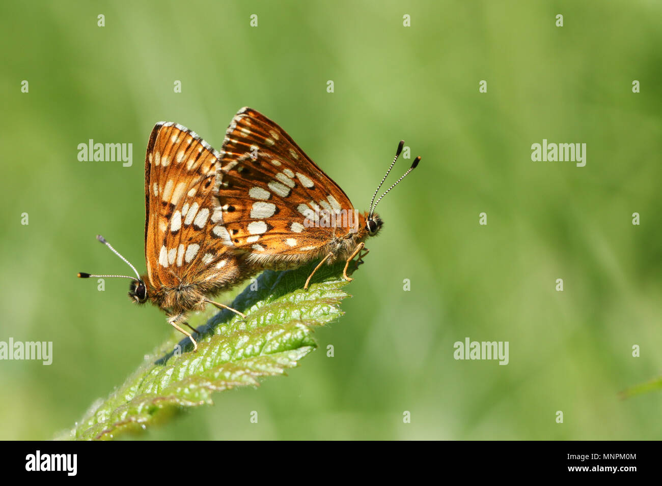 A stunning pair of mating Duke of Burgundy Butterfly (Hamearis lucina ...