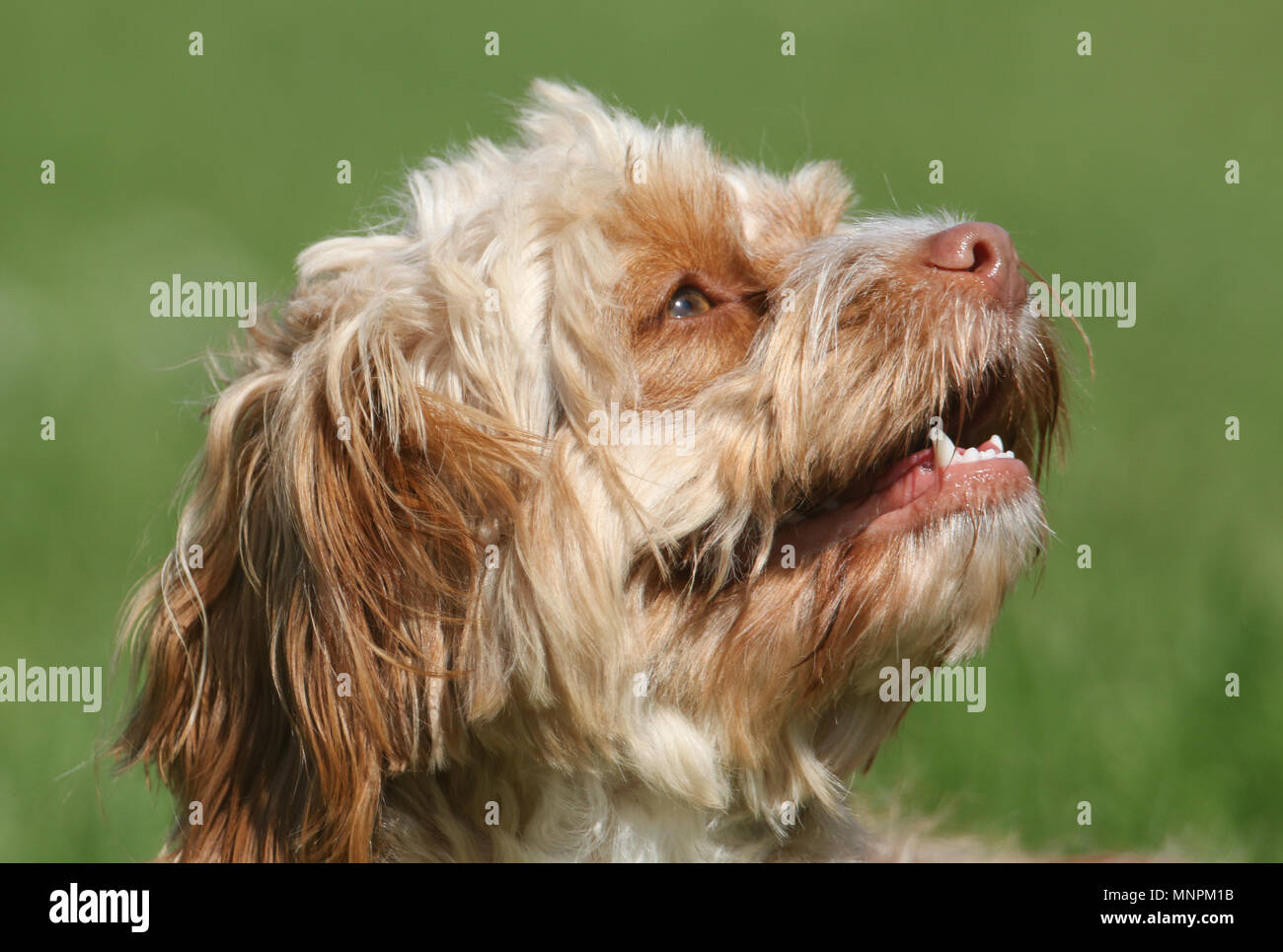 Cavalier x poodle hi-res stock photography and images - Alamy