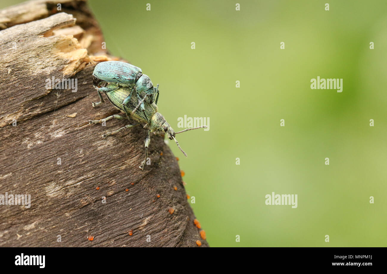 A stunning mating pair of Green Weevil (Polydrusus Stock Photo - Alamy