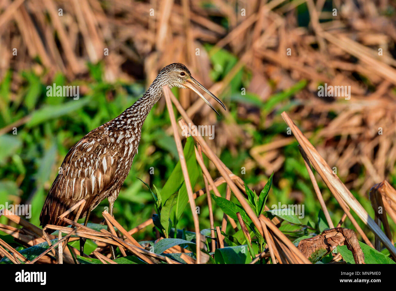 Limpkin doing morning calls Stock Photo - Alamy