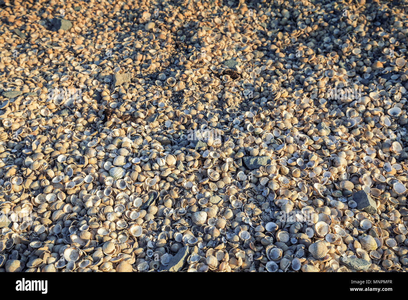 Small coastal shells in warm summer sunlight Stock Photo - Alamy