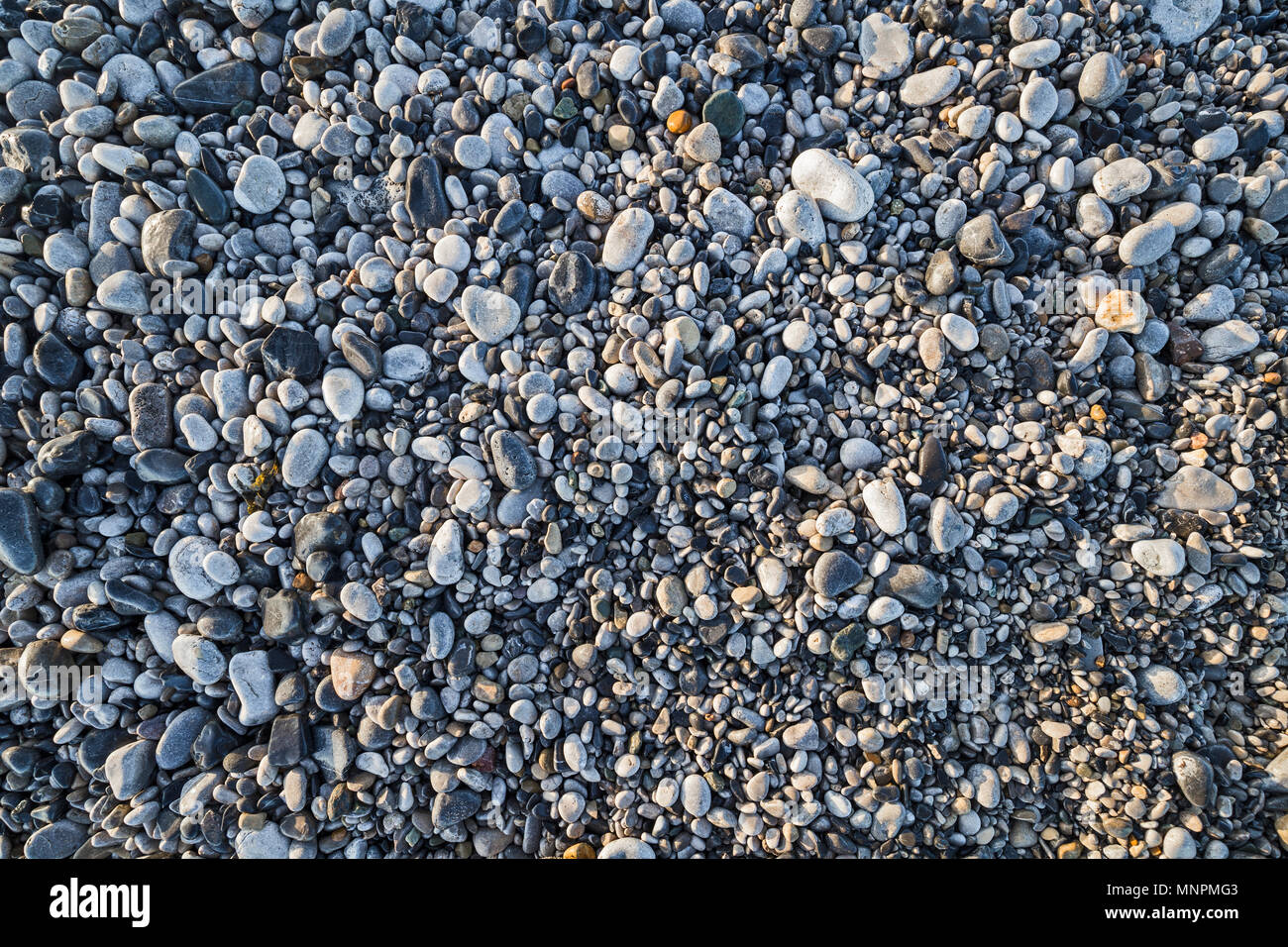 Blue pebbles on summer beach in natural sunrise light Stock Photo - Alamy