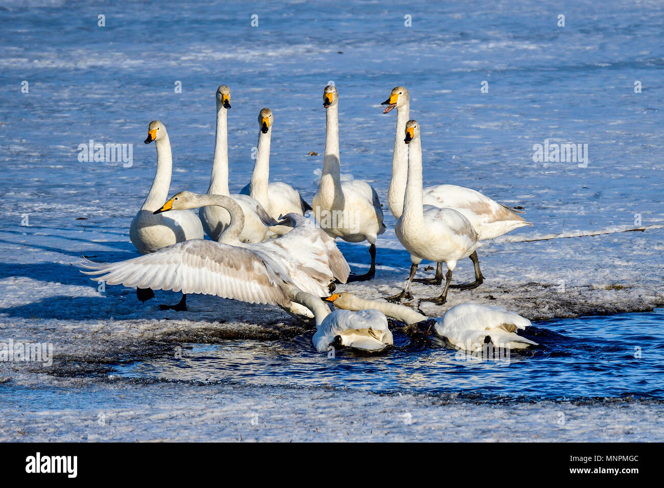 Whooper Swan Group