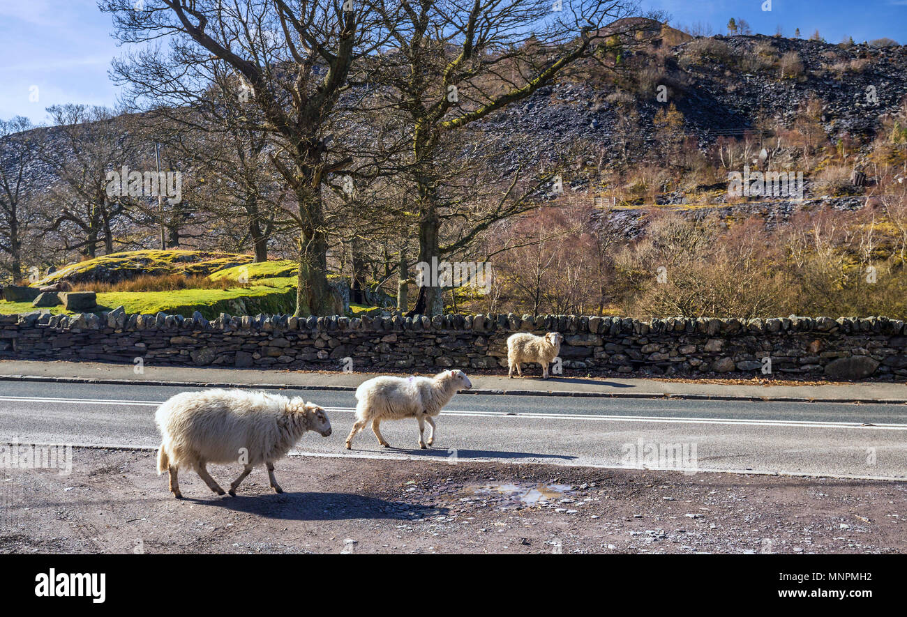 3 sheep roaming on road in Snowdonia National Park in North Wales, UK ...