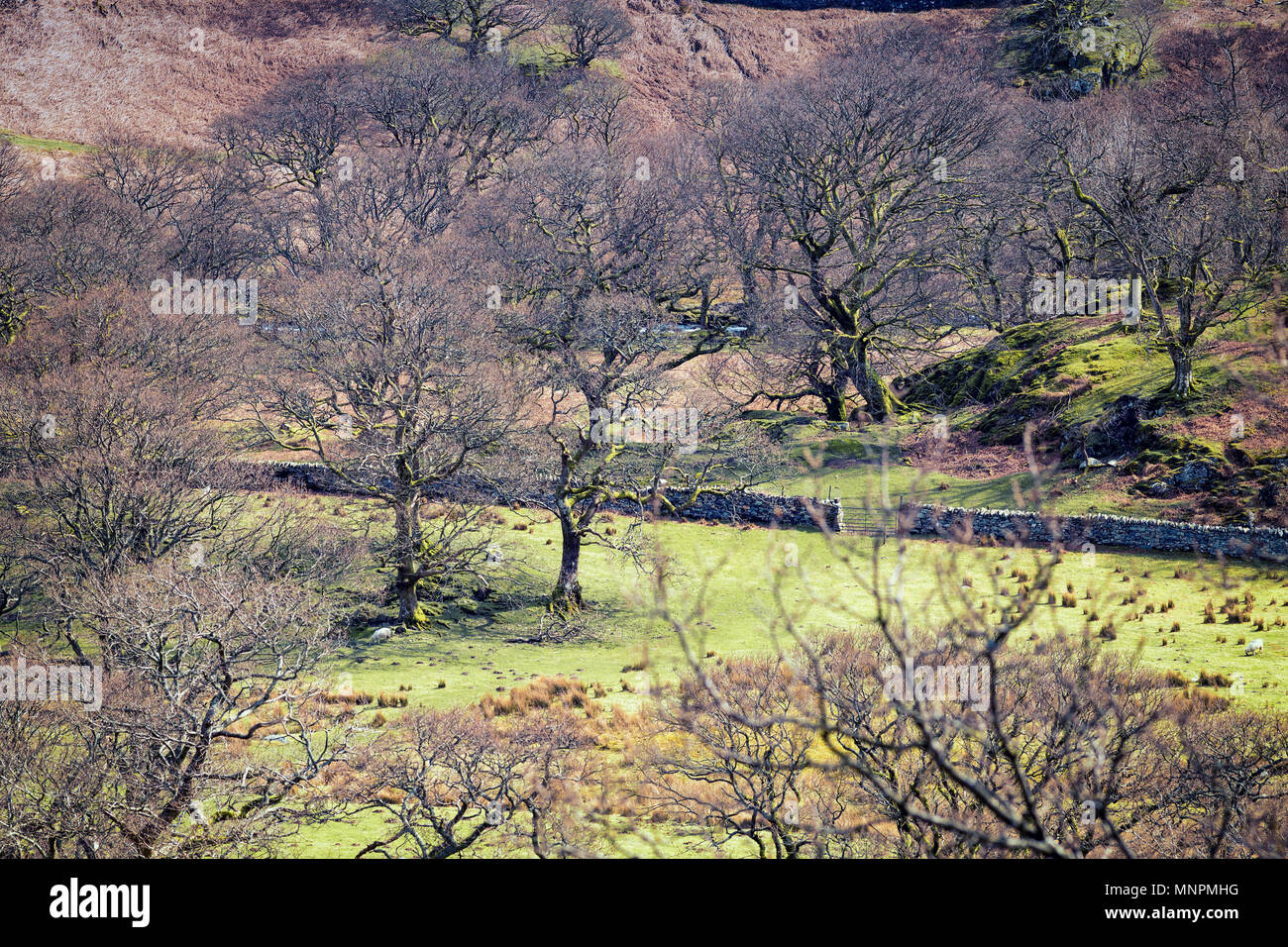 Early spring stock pasture with stony fence within Snowdonia National ...