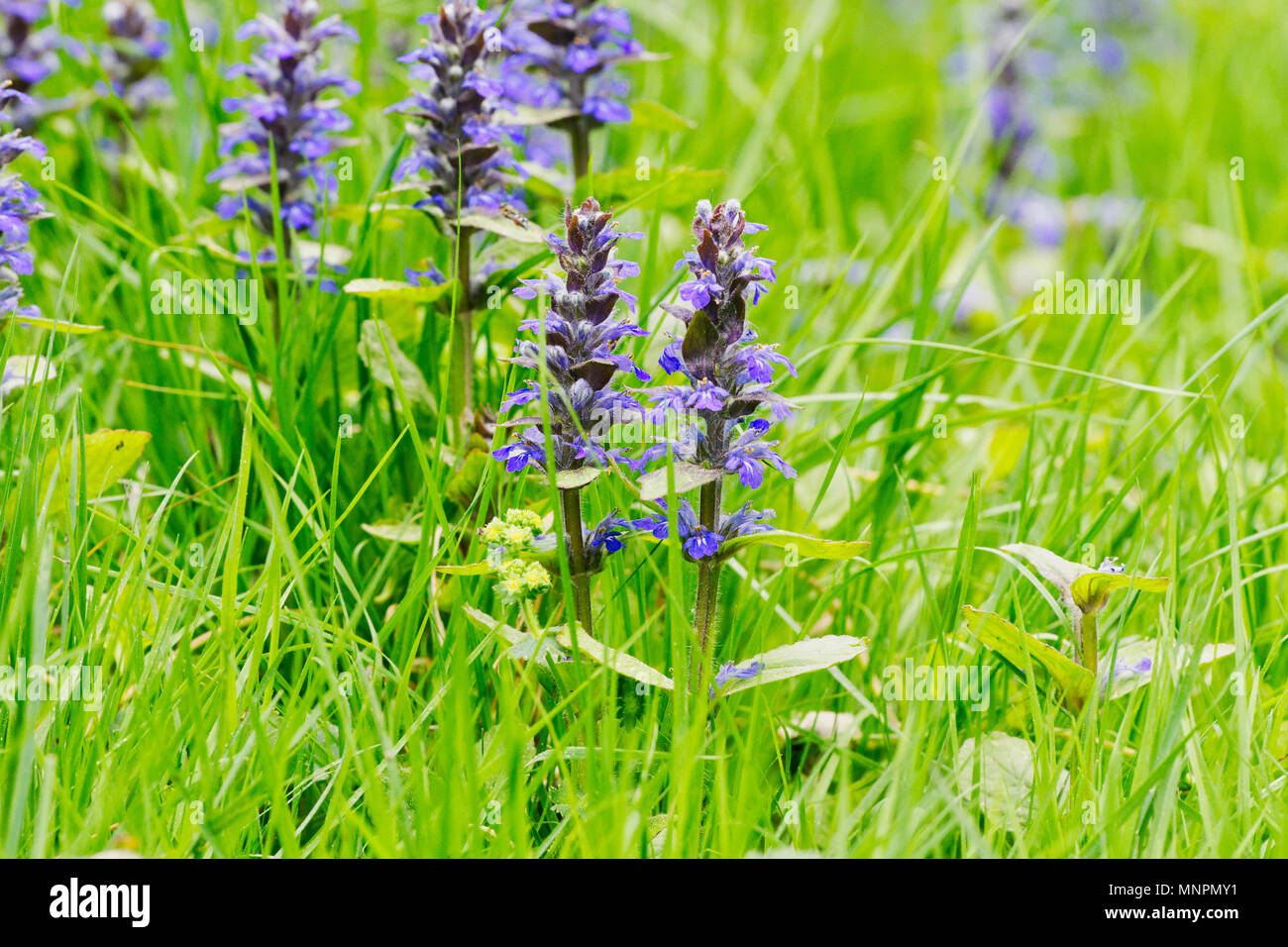 Upright bugle hi-res stock photography and images - Alamy