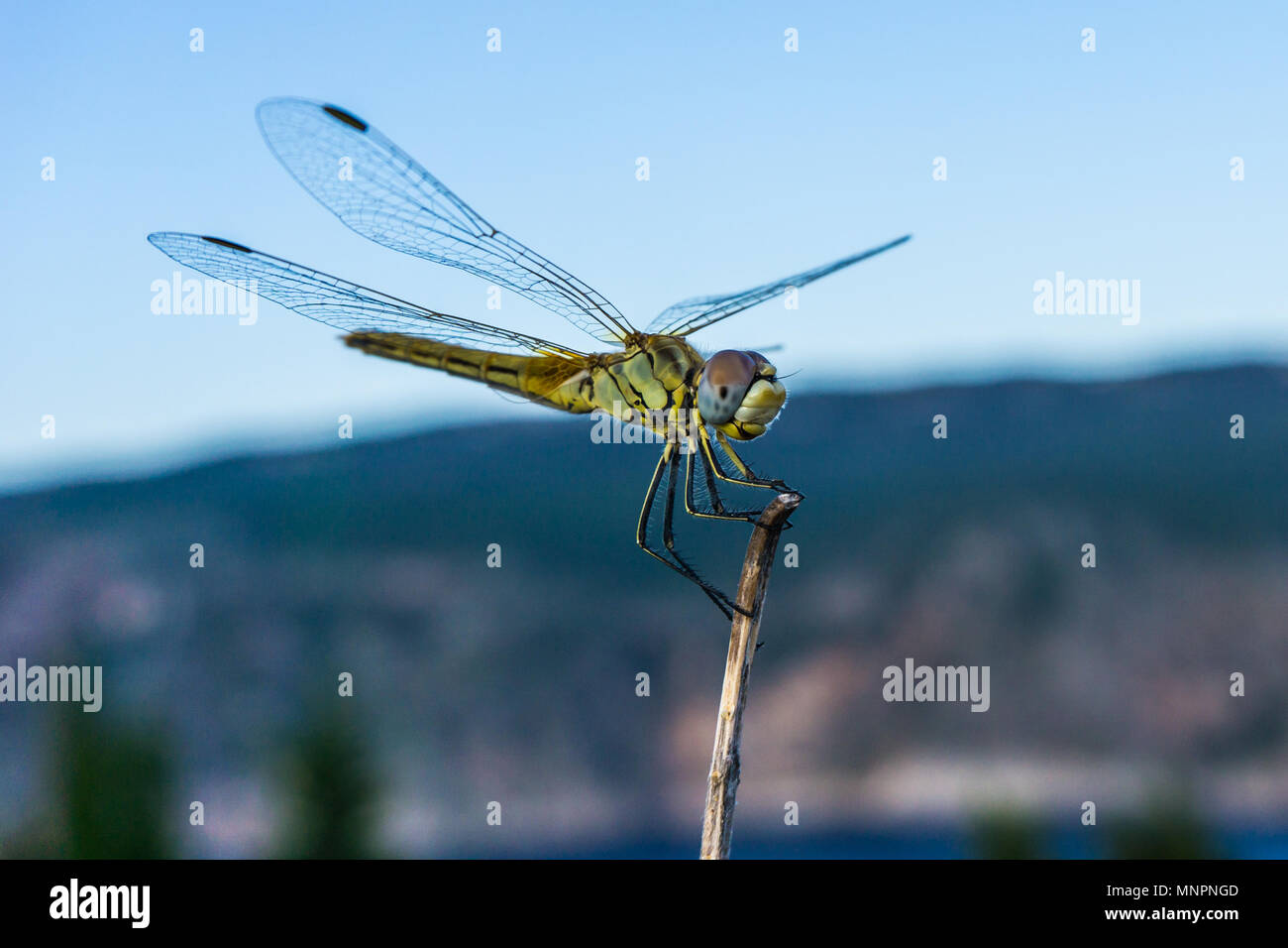 Dragonfly on a stick hi-res stock photography and images - Alamy