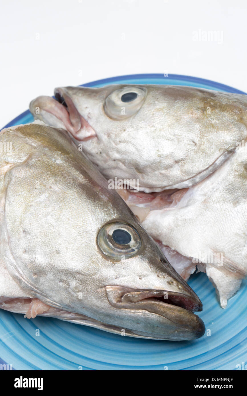 The heads of two pollack, Pollachius pollachius, that was caught lure ...