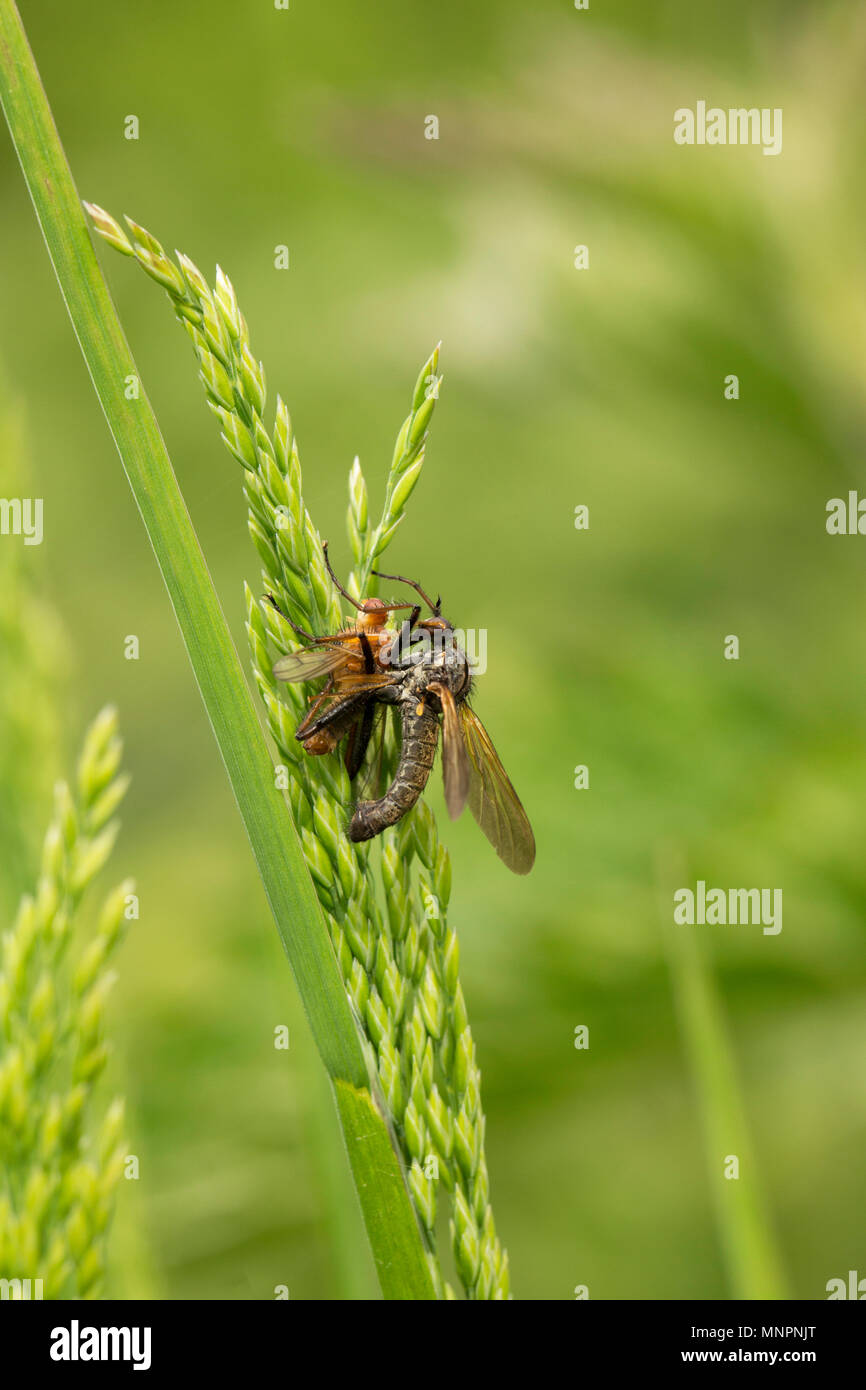 Empid fly UK Stock Photo - Alamy