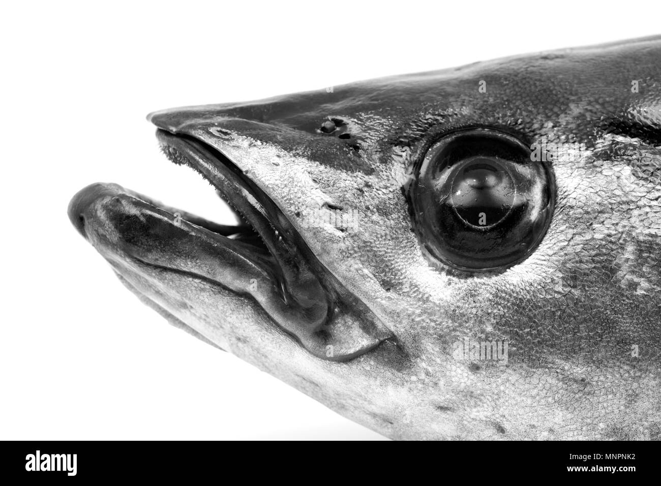 The head of a pollack, Pollachius pollachius, that was caught lure ...