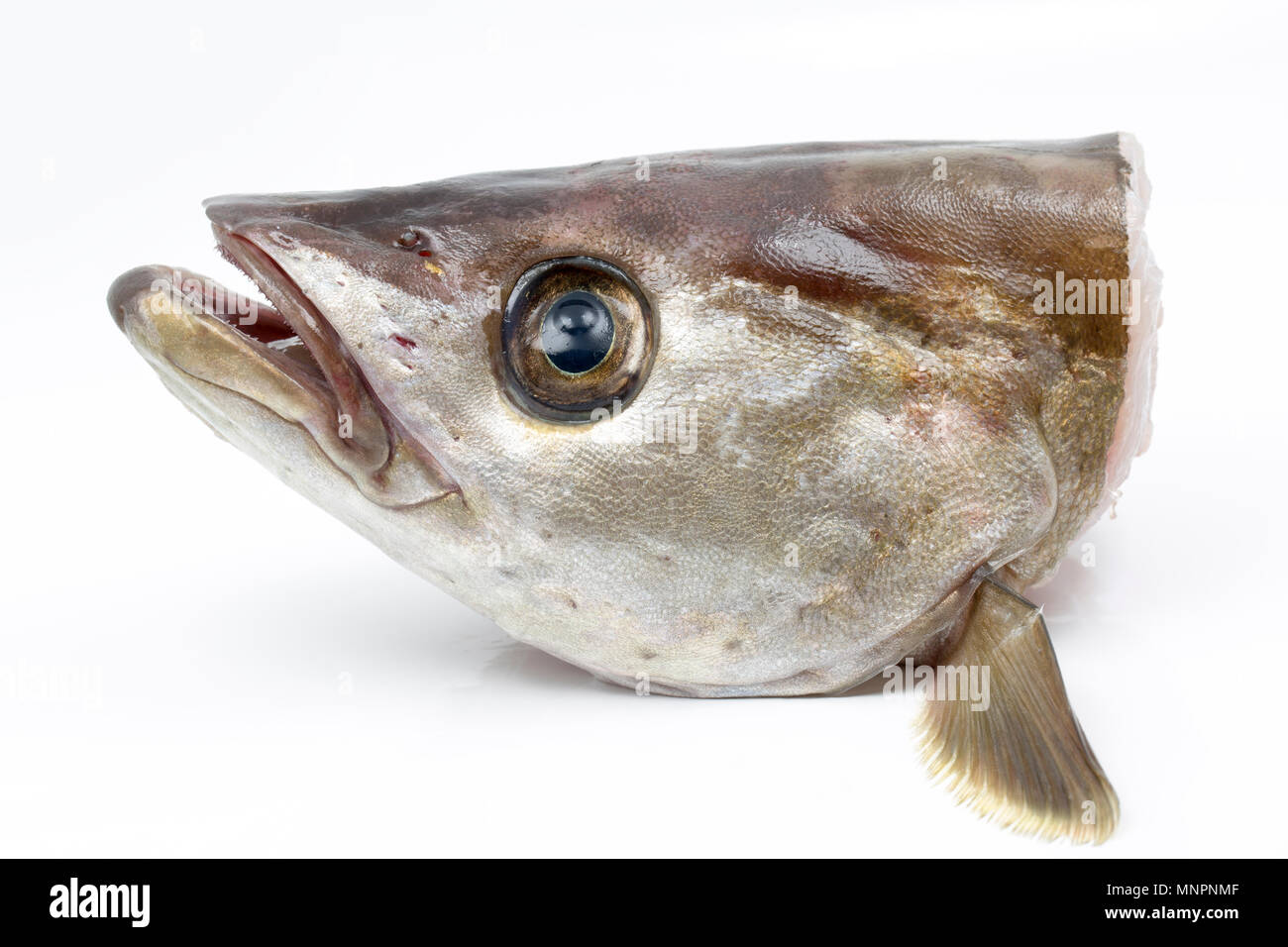 The head of a pollack, Pollachius pollachius, that was caught lure ...