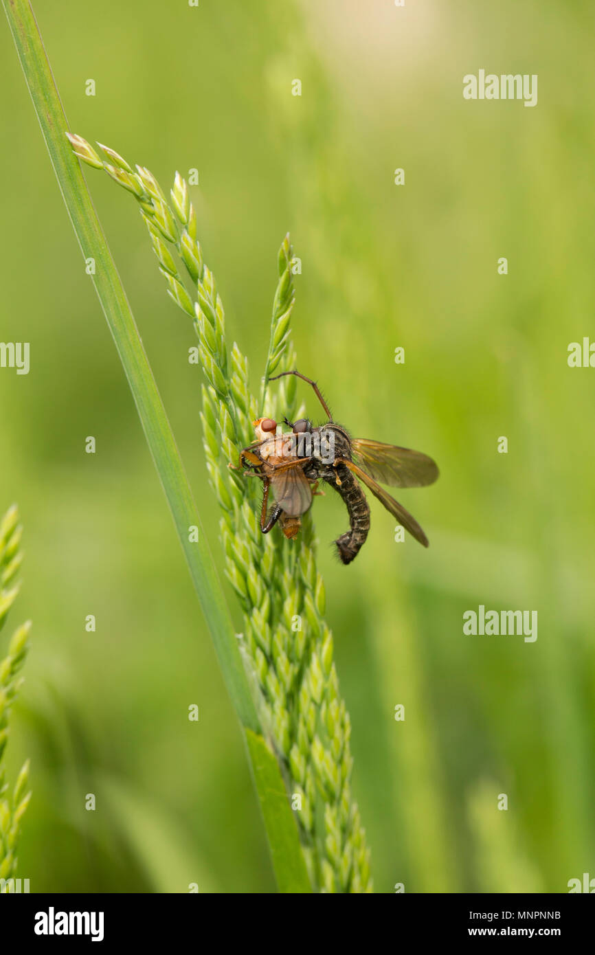 Empid fly UK Stock Photo - Alamy