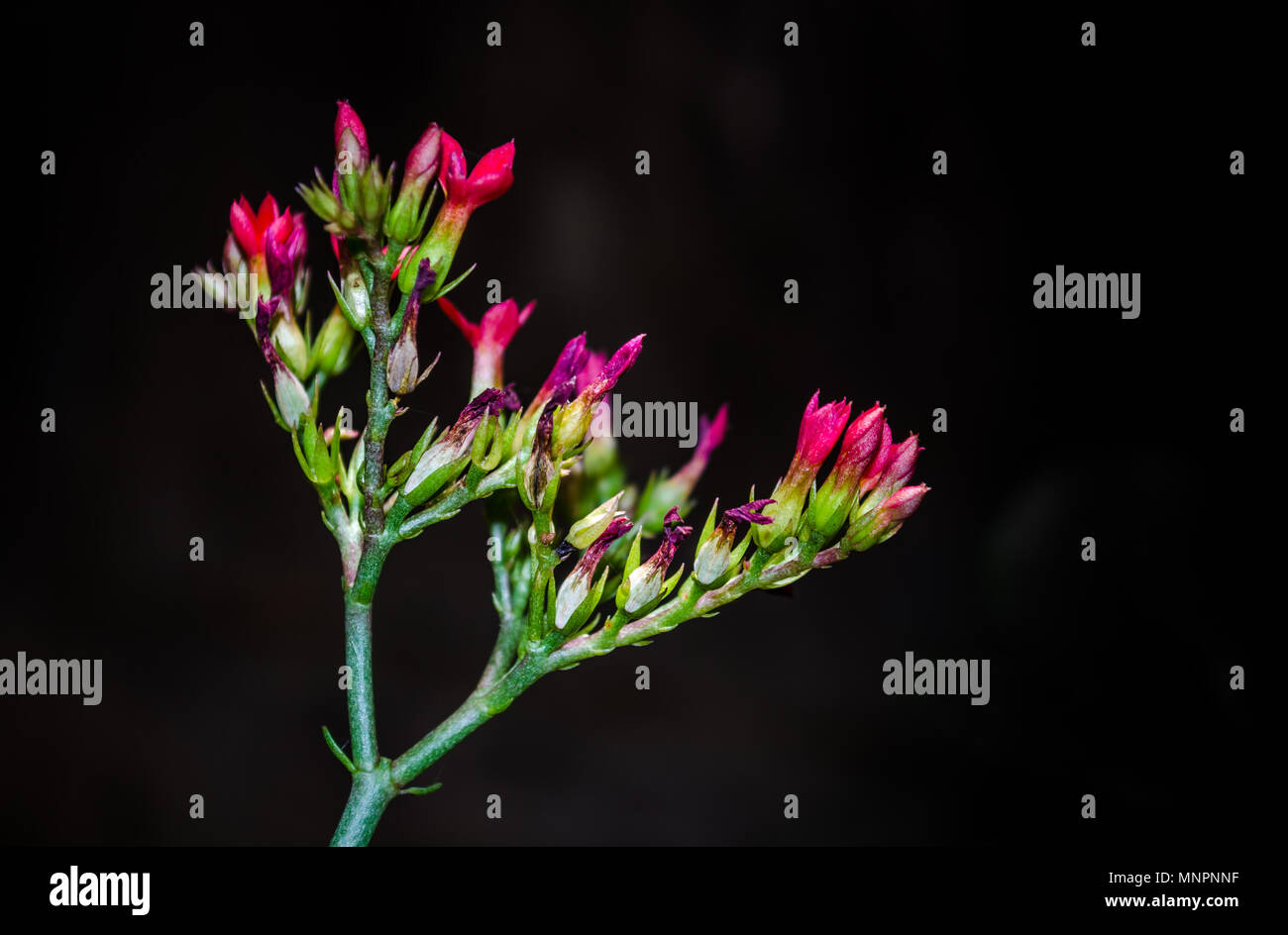 Beautiful flower buds hi-res stock photography and images - Alamy