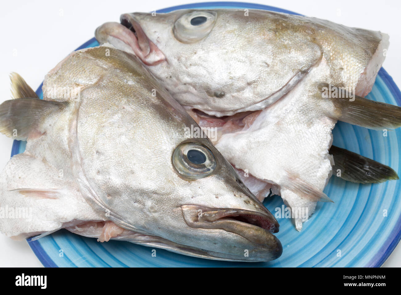 The heads of two pollack, Pollachius pollachius, that was caught lure ...