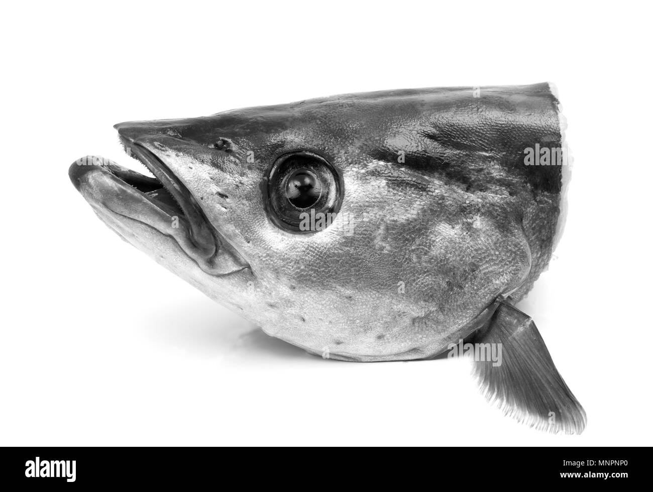 The head of a pollack, Pollachius pollachius, that was caught lure ...