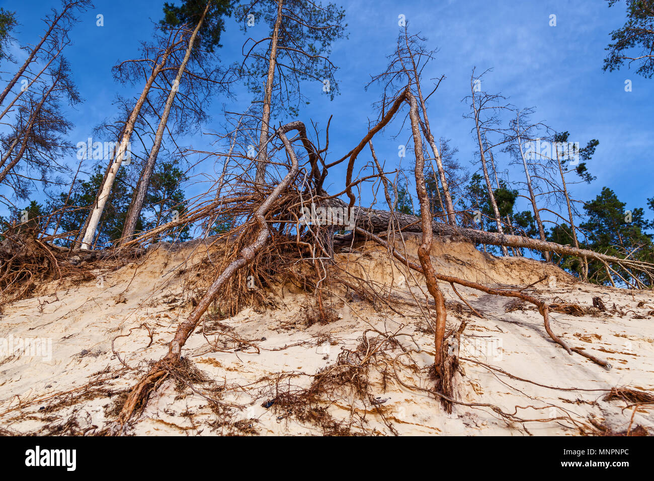 Roots are torn from the ground of a dead, dry fallen tree tree Stock ...