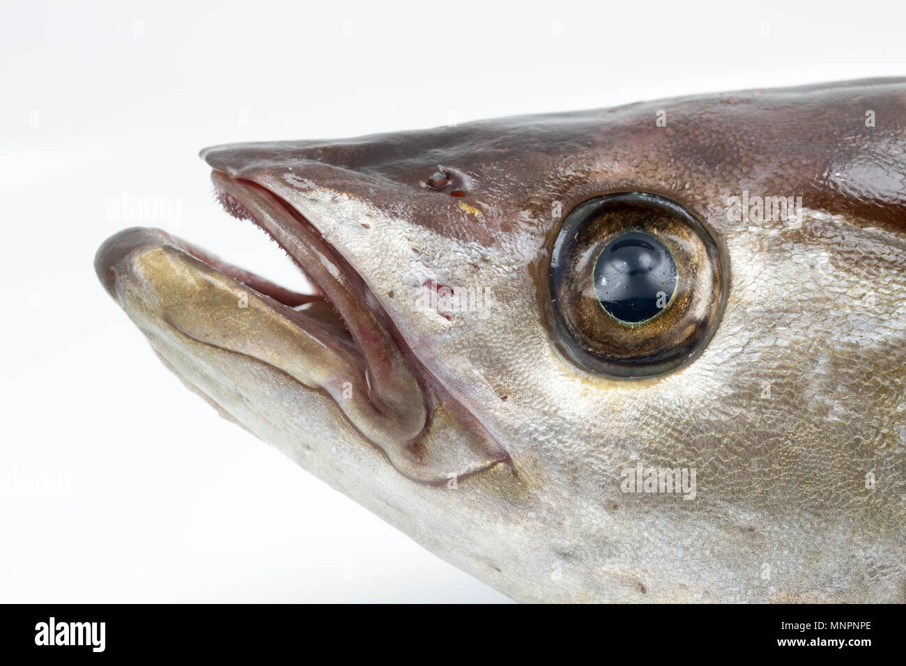 The head of a pollack, Pollachius pollachius, that was caught lure ...
