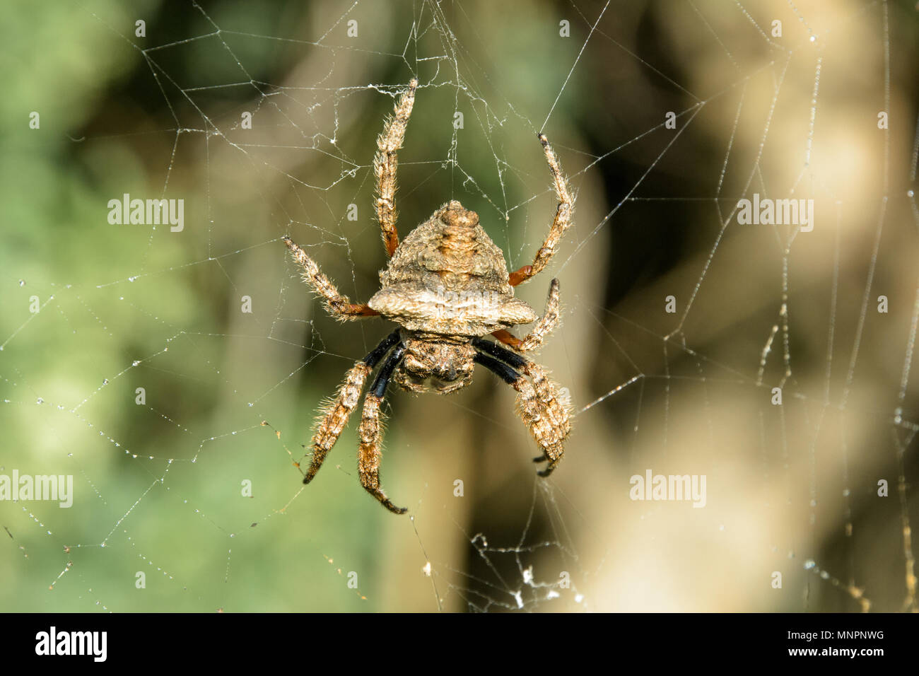 Large spider in its web Stock Photo - Alamy