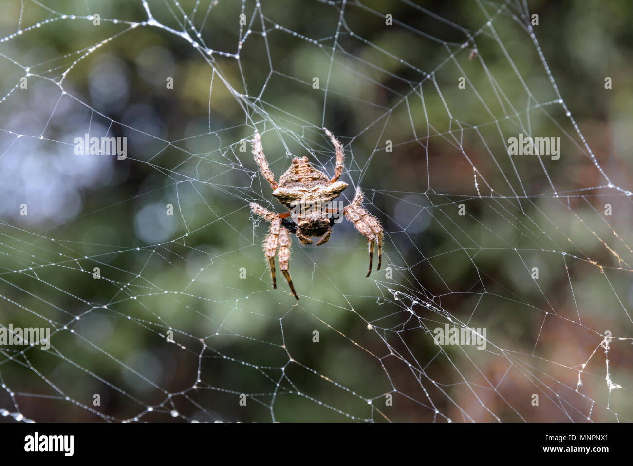 Large spider in its web Stock Photo - Alamy