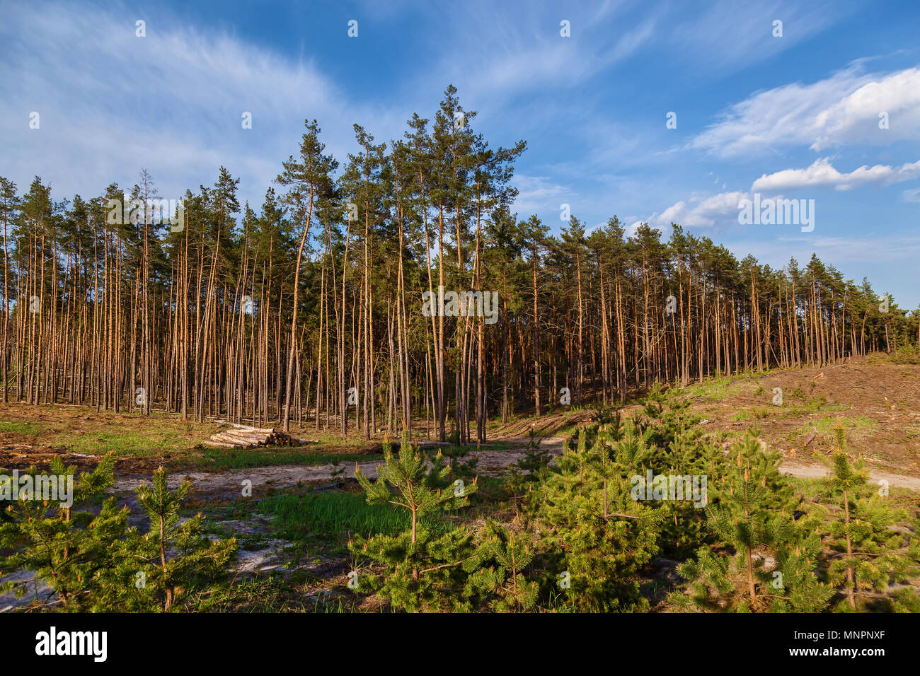 Georgia Pine Tree Stock Photos & Georgia Pine Tree Stock Images - Alamy