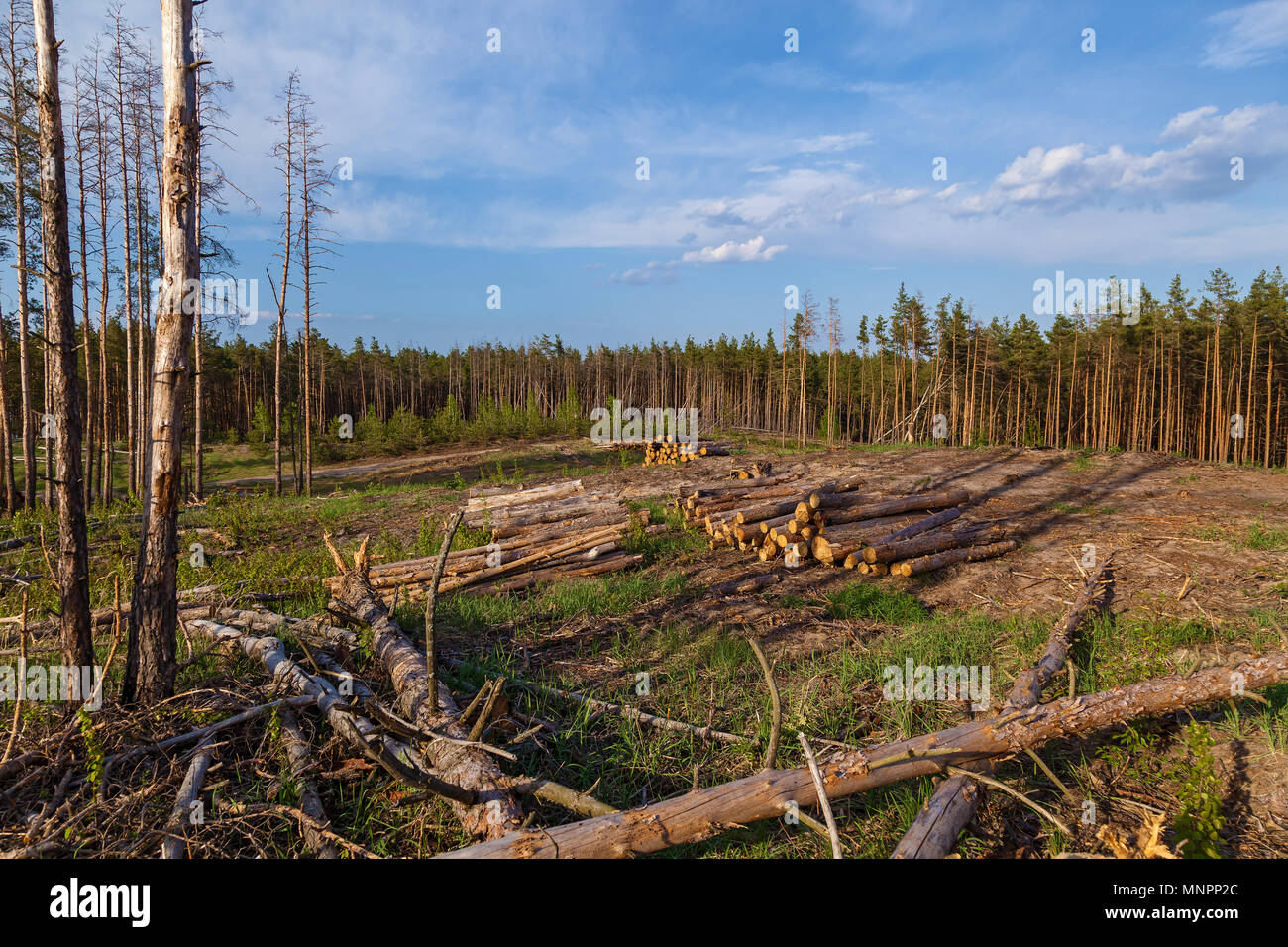 At the logging in the forest. Forest plot cleared from the trees ...