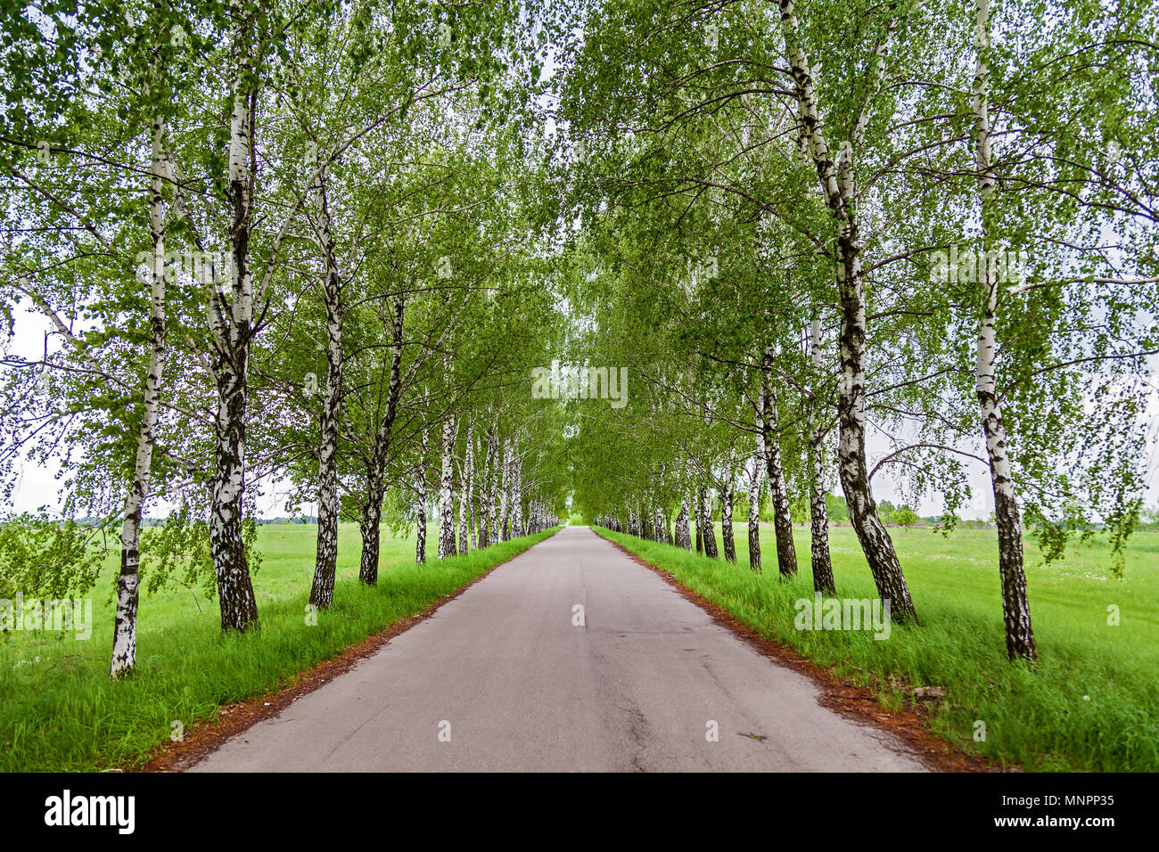 Road with growing in along the young birches Stock Photo - Alamy