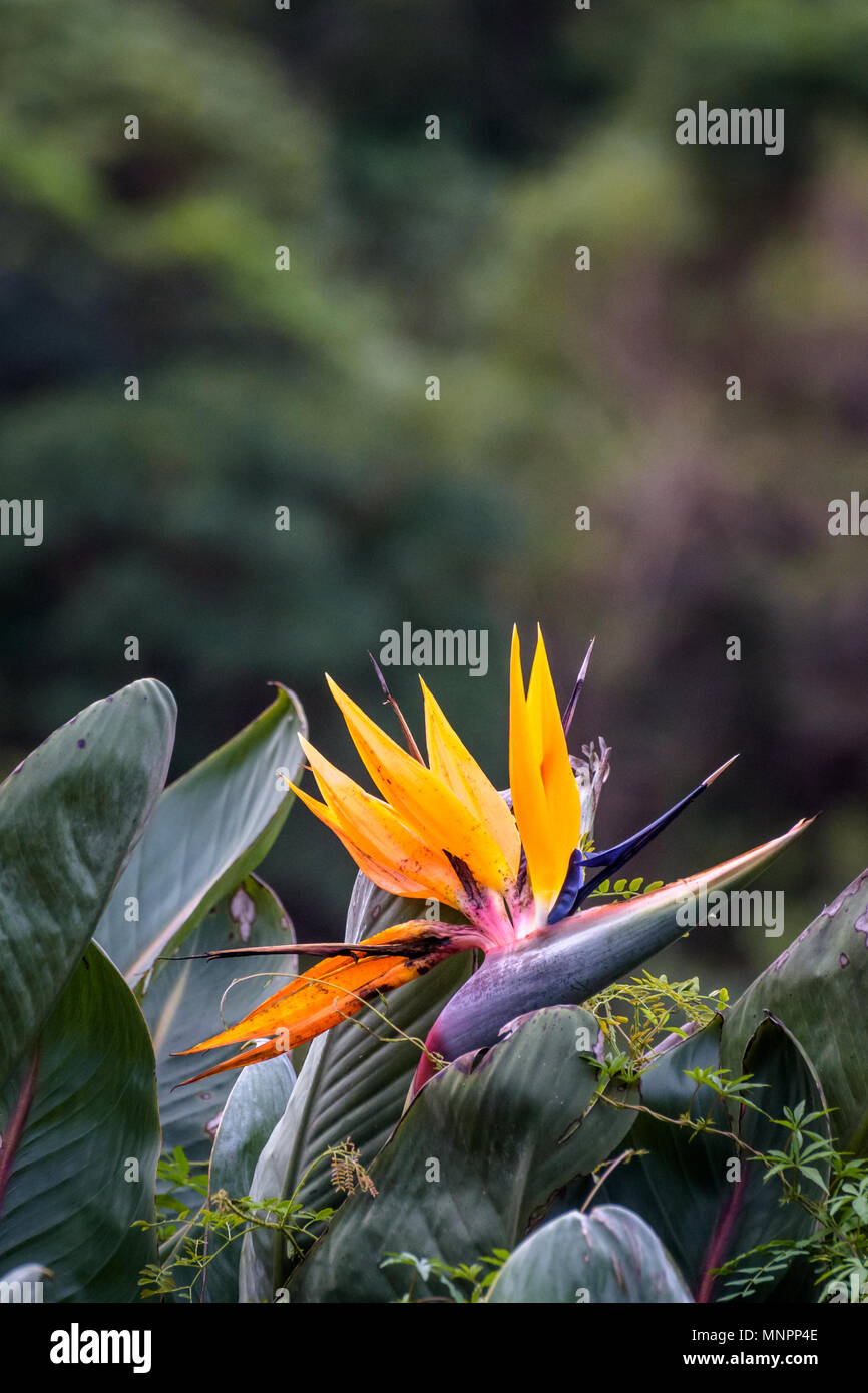 Strelitzia flower hi-res stock photography and images - Alamy