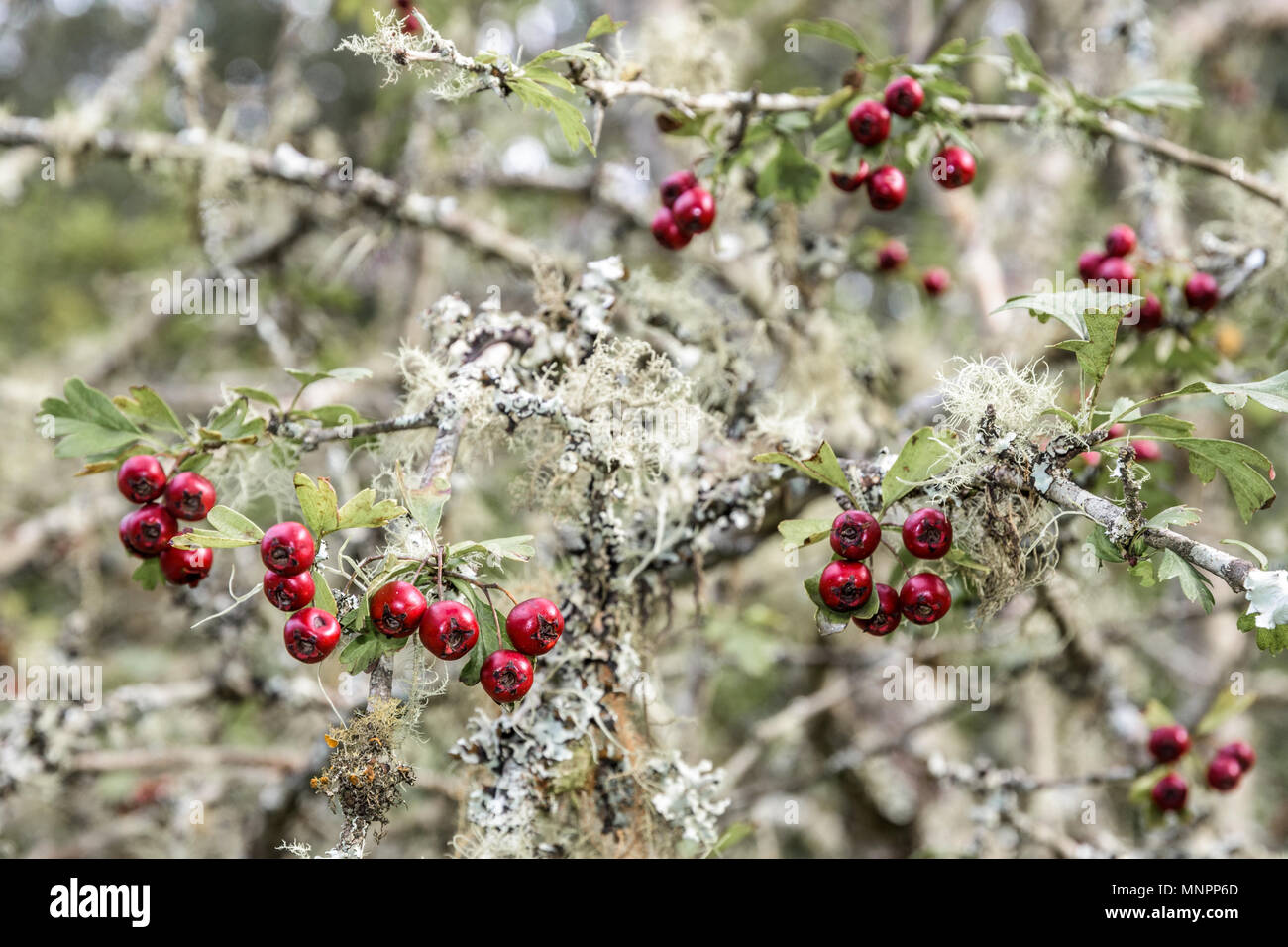 Red berries on tree in 39 Steps Waterfall area of Hogsback, South ...