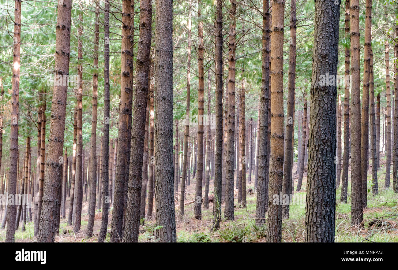 Pine tree trunks Stock Photo - Alamy