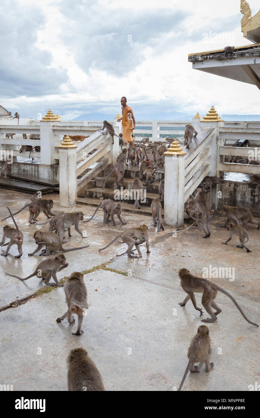 Buddhist monk feeding monkeys, Khao Chong Krajok, Prachuap Khiri Khan ...