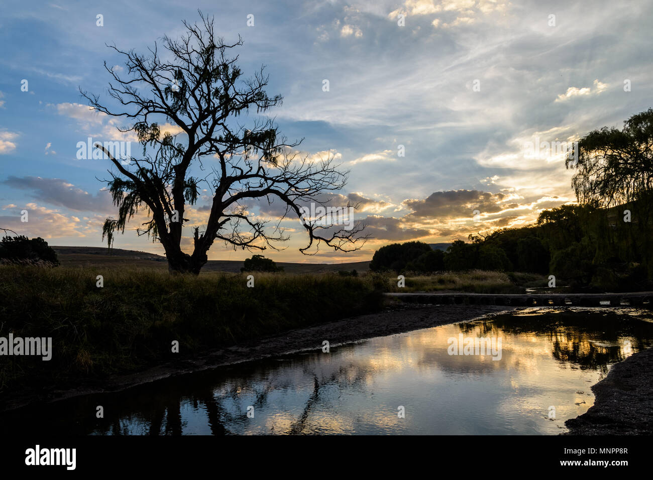 Silhouette of bare tree at sunset Stock Photo - Alamy
