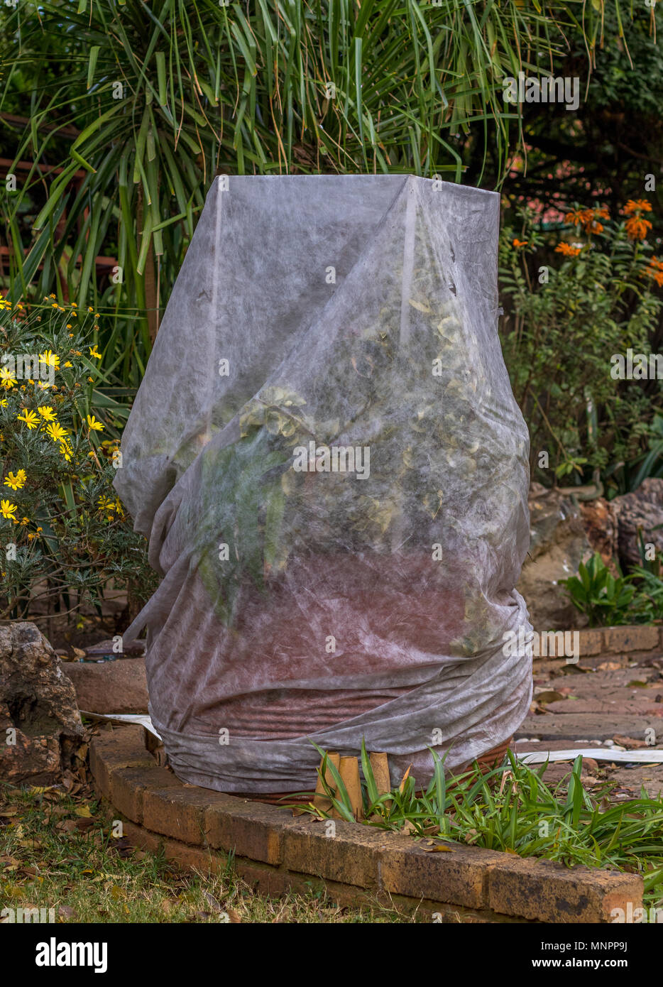 Frost sensitive plants hi-res stock photography and images - Alamy