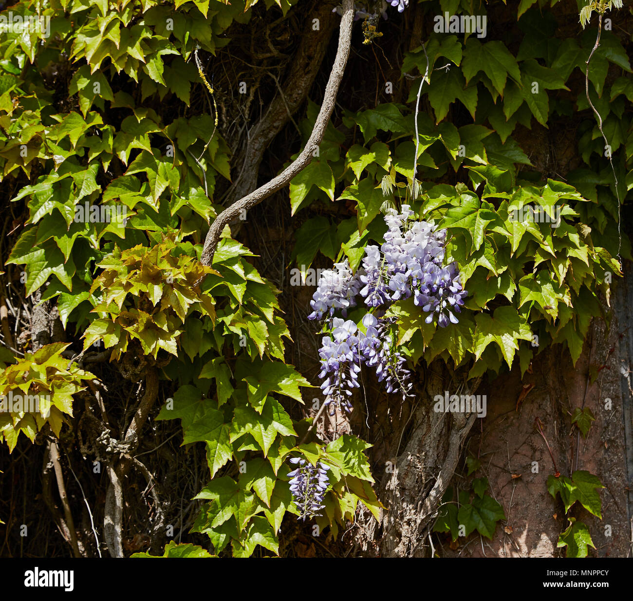 Vine Through Wall High Resolution Stock Photography and Images - Alamy