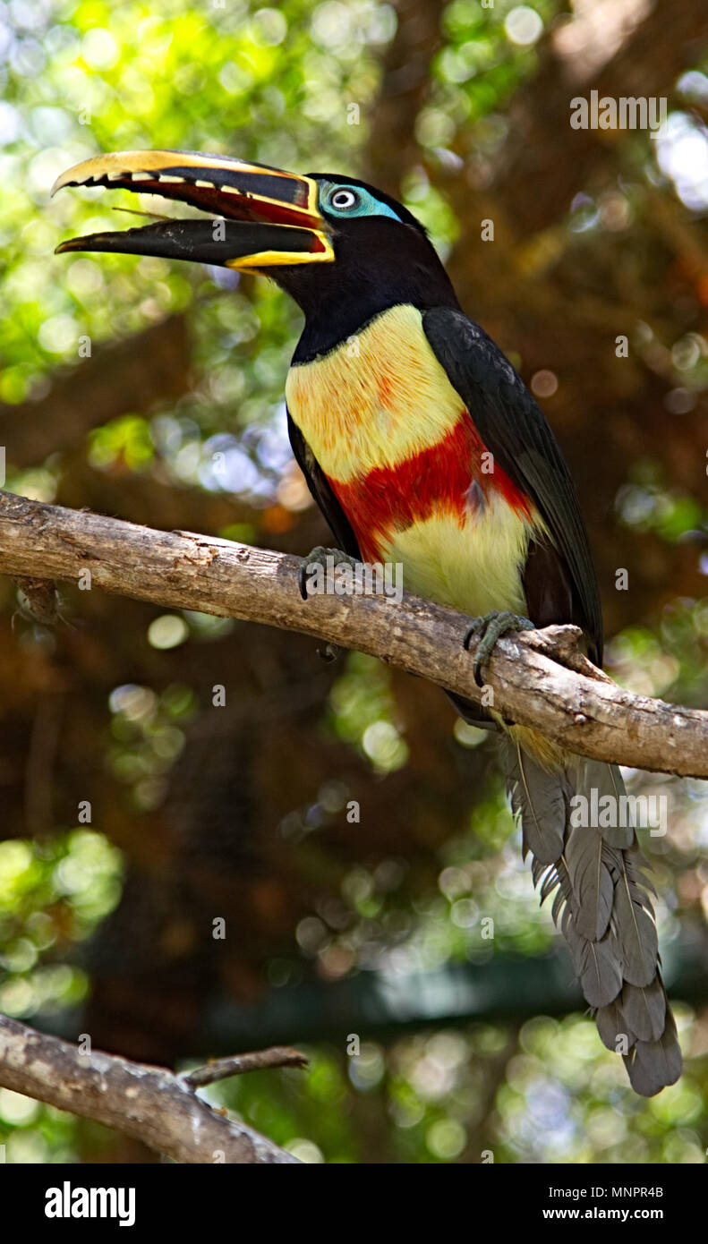a brightly plumed toucan with a yellow beak sits on a tree branch Stock ...