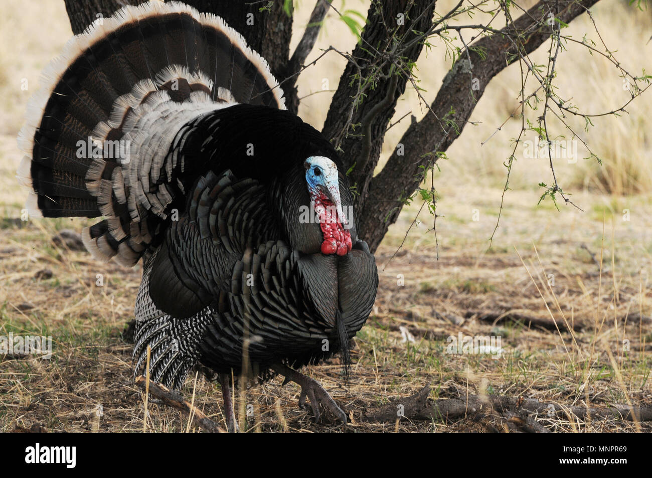 A male Gould's wild turkey, (M. g. mexican, and several females roam ...