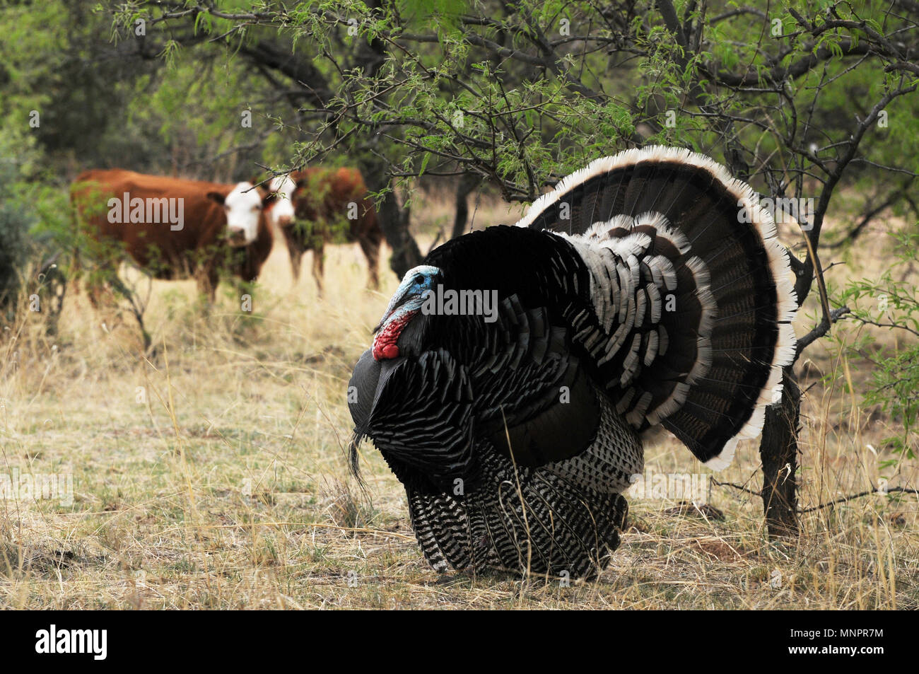 A male Gould's wild turkey, (M. g. mexican, and several females roam ...