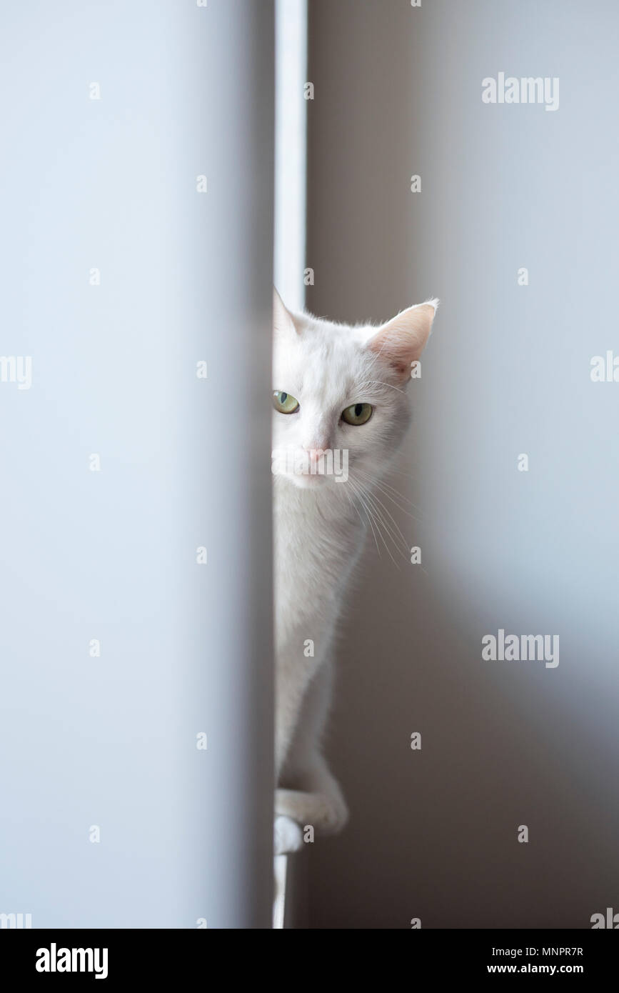 Peering eyes hi-res stock photography and images - Alamy